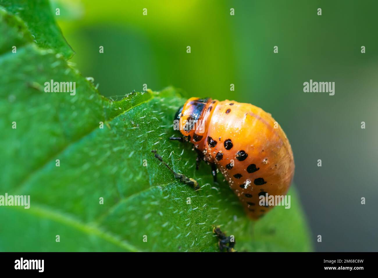 Lots colorado beetles potato beetle hi-res stock photography and images ...