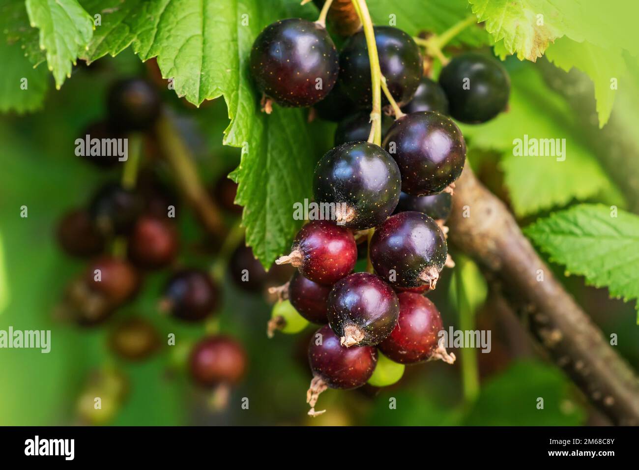 Bush of black currant with ripe bunches of berries and leaves on ...