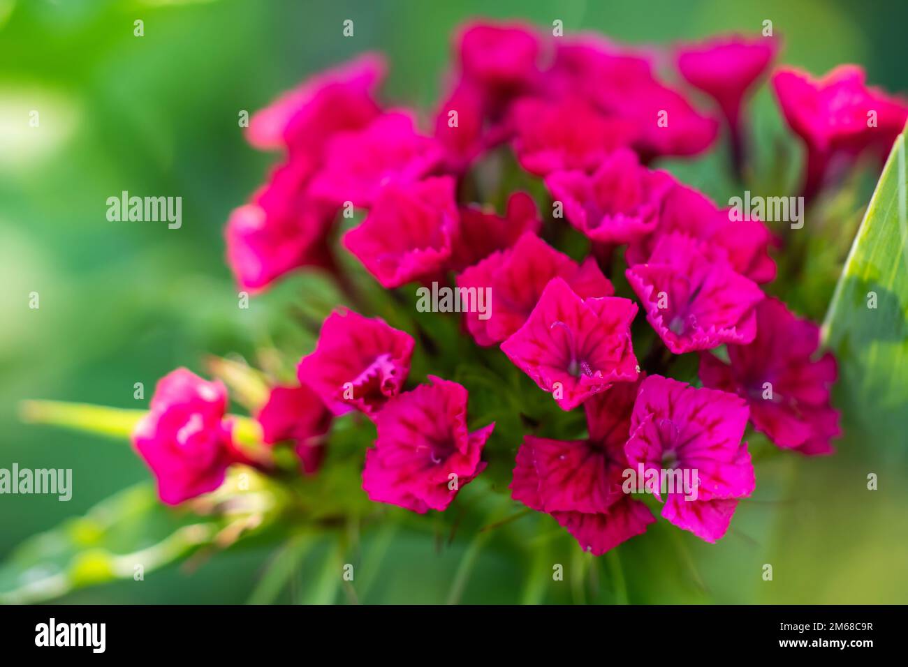 Turkish carnation pink hi-res stock photography and images - Alamy