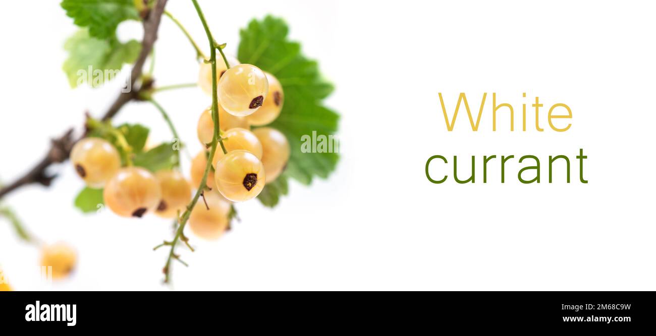 White currant bunch Ribes Rubrum with leaves Stock Photo - Alamy