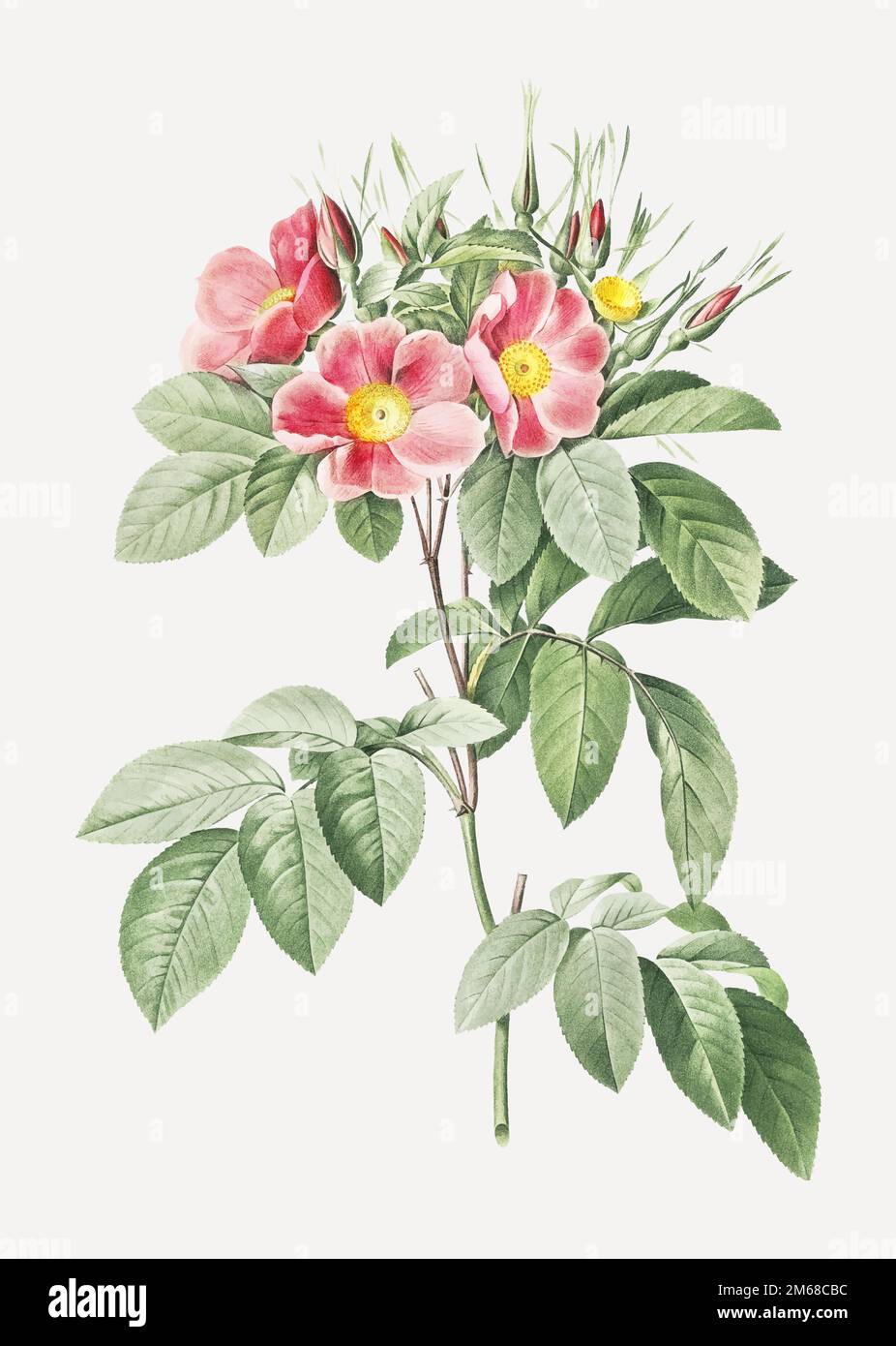 Vintage blooming pasture rose vector Stock Vector Image & Art - Alamy