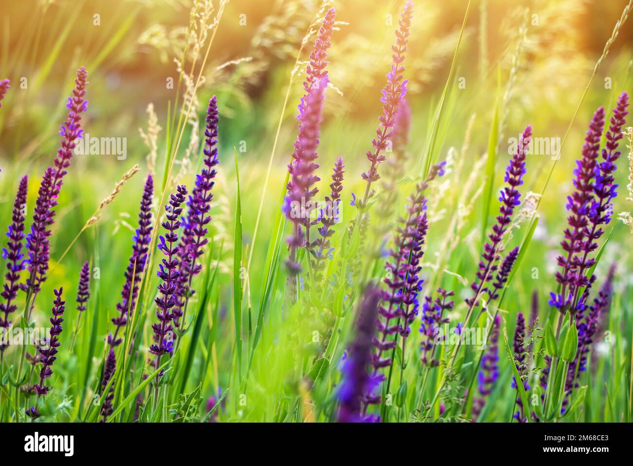 Close up Salvia nemorosa herbal plant with violet flowers in a meadow ...