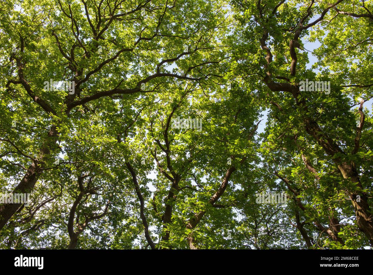 Canopy of deciduous trees hi-res stock photography and images - Alamy