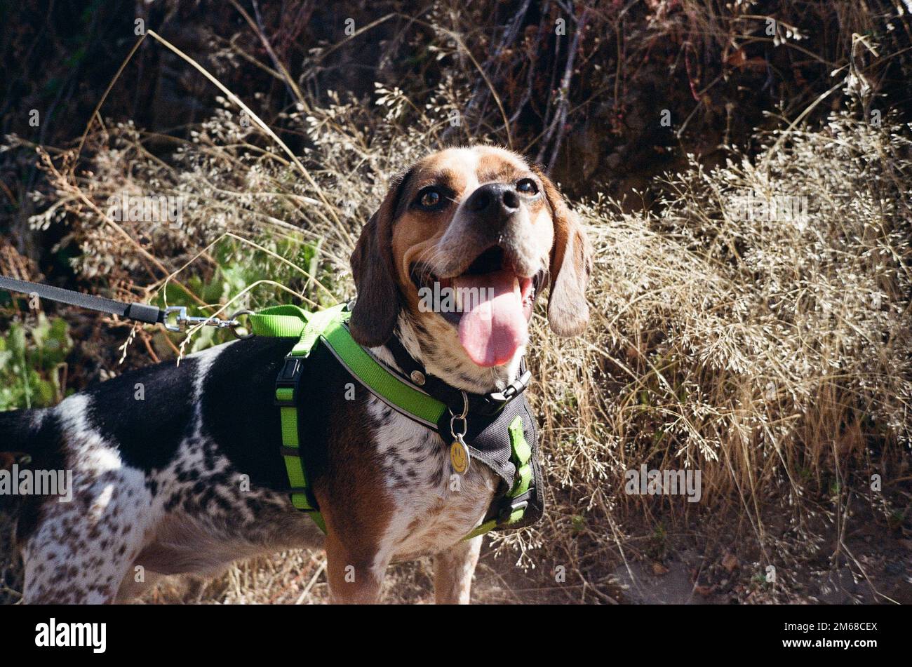 Dogsthathike hi-res stock photography and images - Alamy