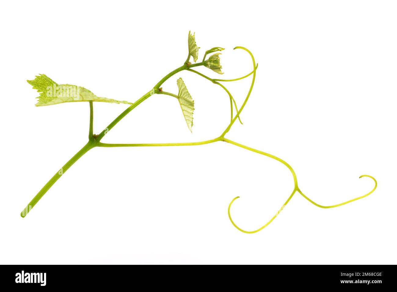 Grape leaves vine branch with tendrils tropical plant isolated on white ...
