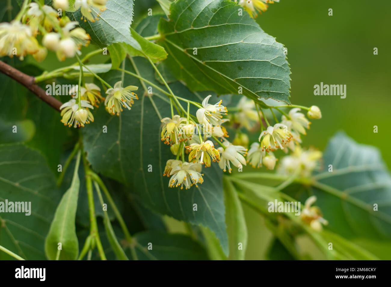 Flowers of blossoming tree linden wood, used for pharmacy, apothecary ...