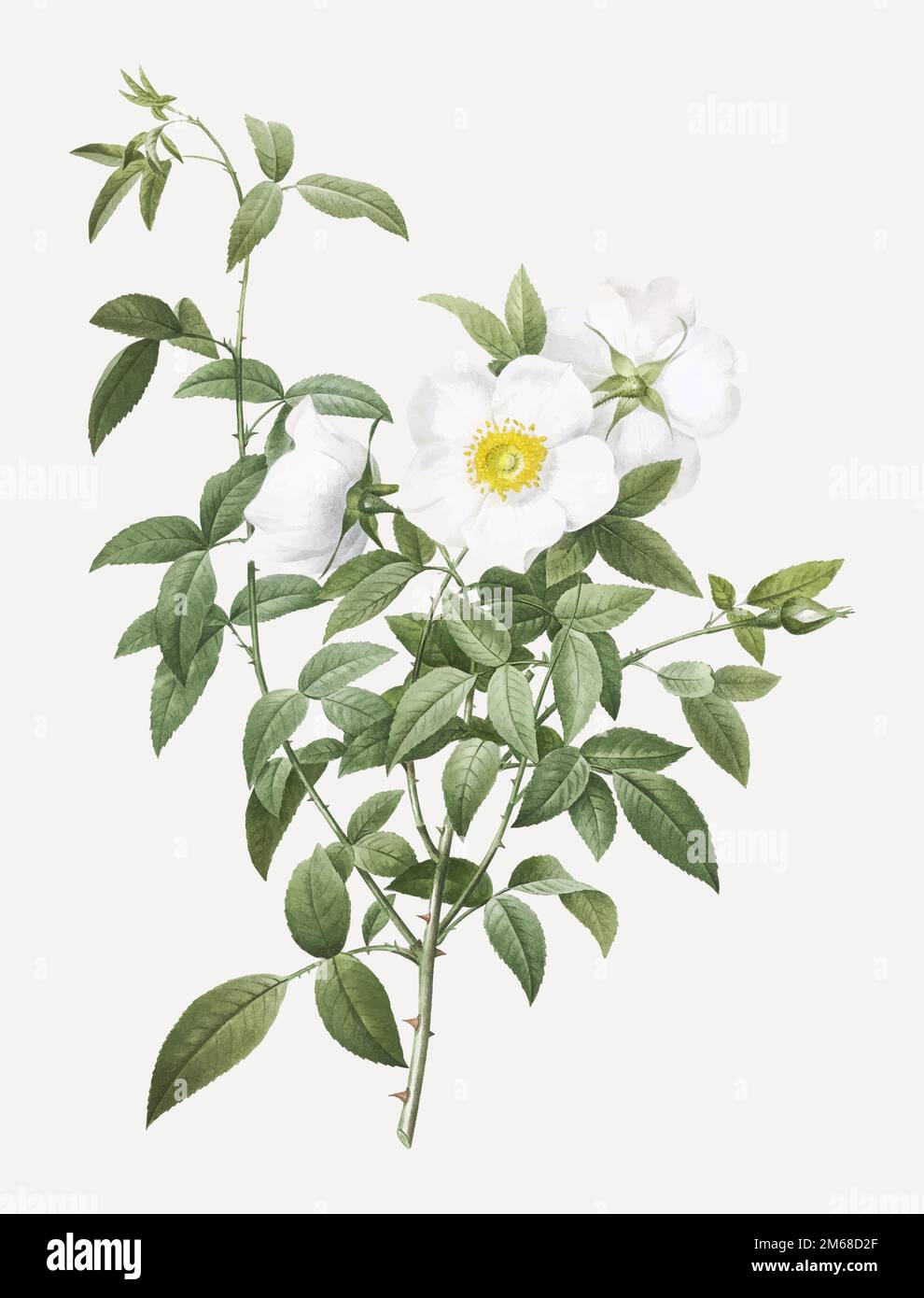 White rose of snow vector Stock Vector Image & Art - Alamy