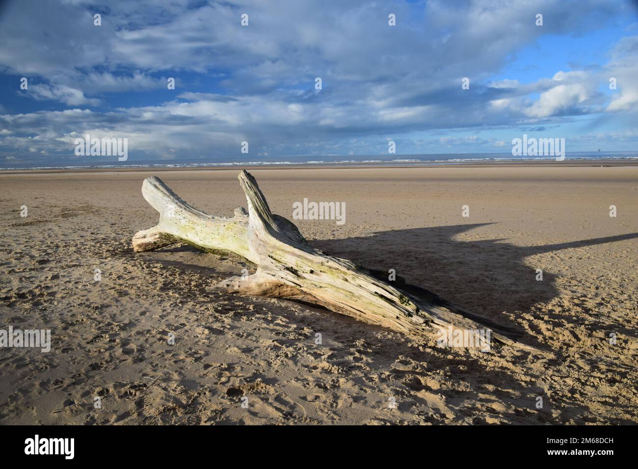 Final resting place on the beach for a fallen giant Stock Photo - Alamy