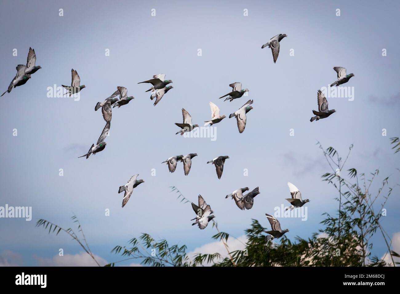 flock of homing pigeon flying against clear blue sky Stock Photo - Alamy