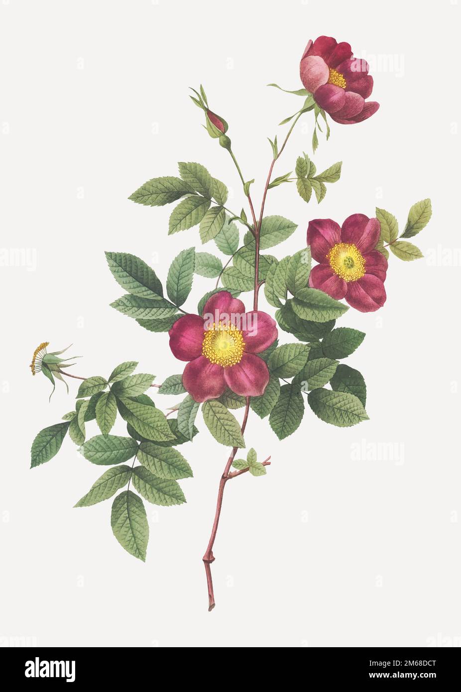 Vintage common alpine rose vector Stock Vector Image & Art - Alamy