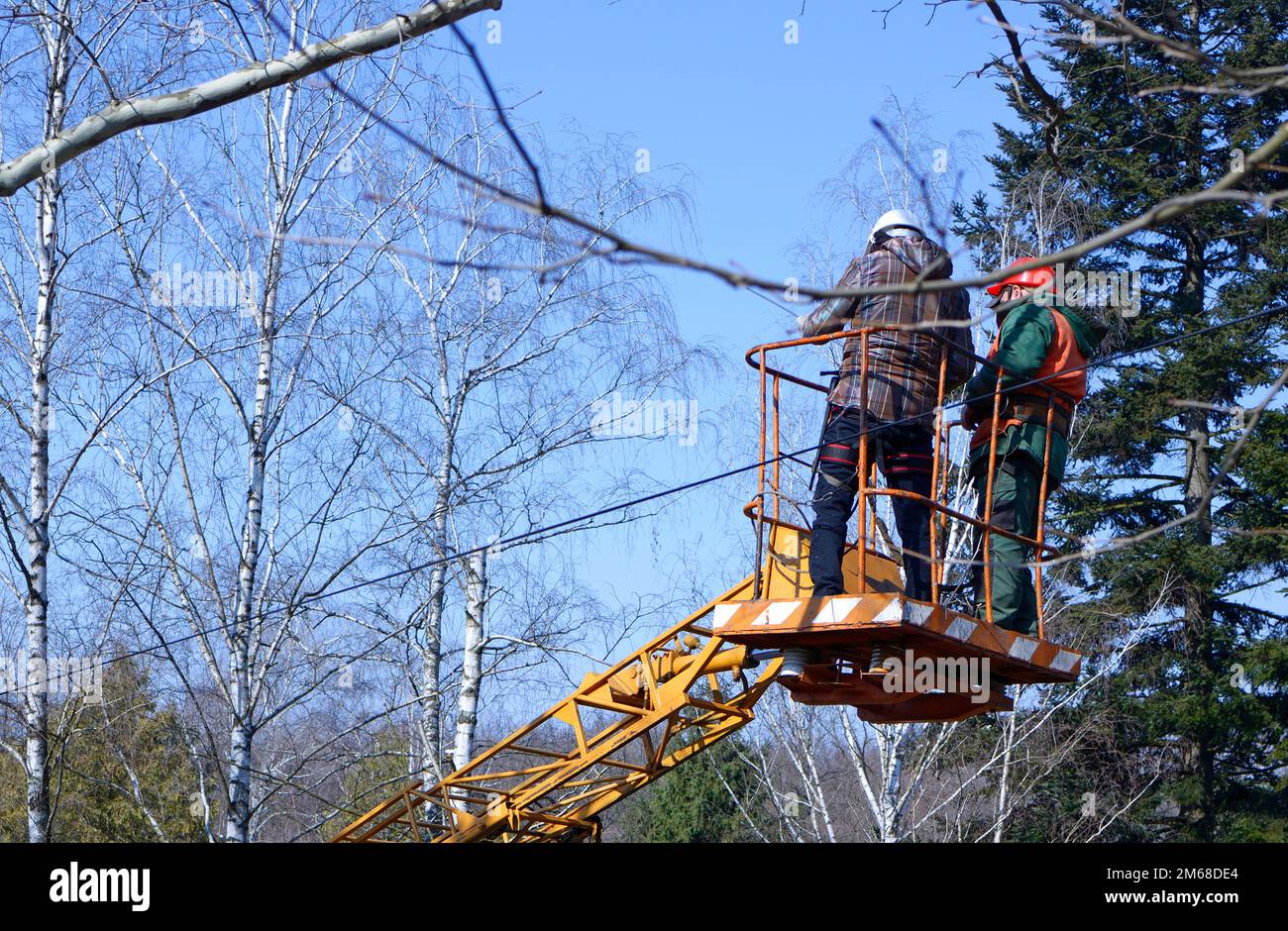 Arborists cut branches of a tree using truck-mounted lift. Kyiv ...