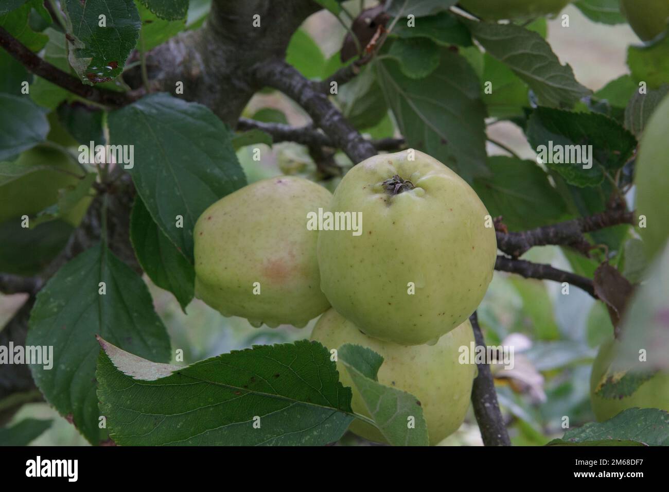 Apple tree laden apples hi-res stock photography and images - Alamy