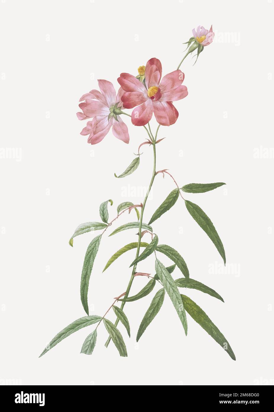 Peach blossom petals Stock Vector Images - Alamy