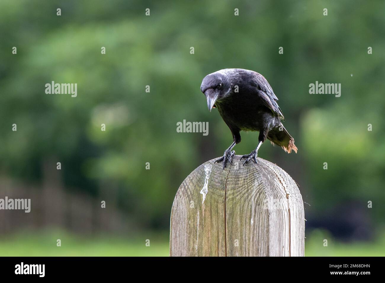 single crow sitting on wooden post with blurred green background Stock ...