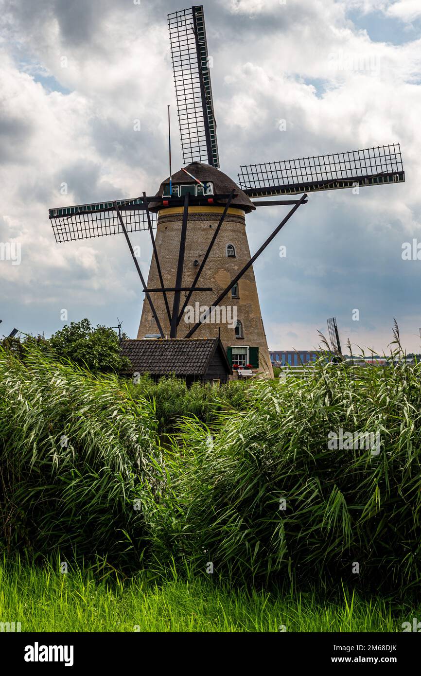 windmill wind pump behind reed bushes Stock Photo - Alamy