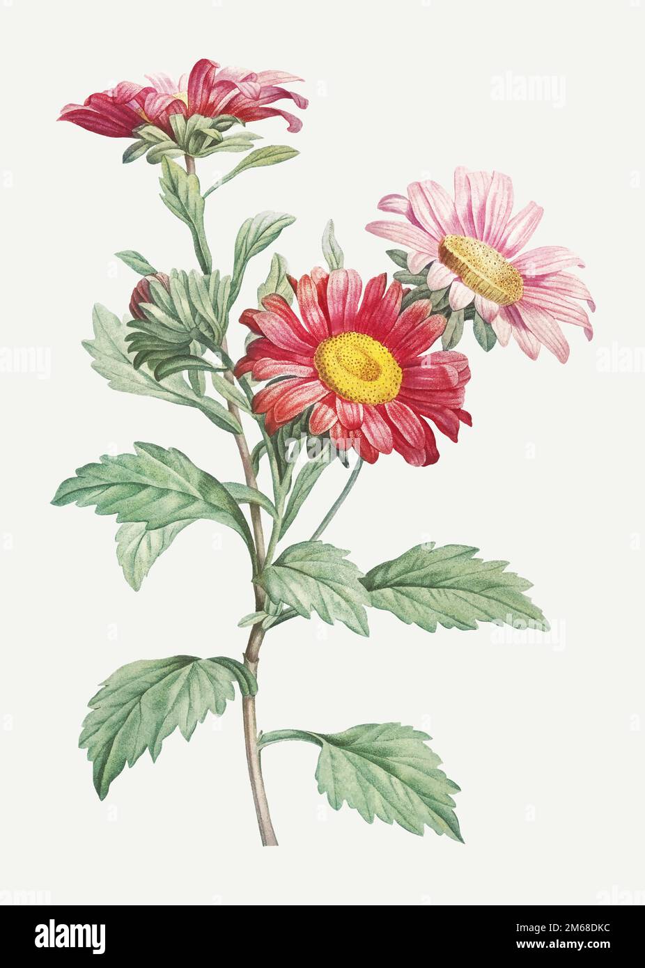 Vintage aster flowering plant vector Stock Vector Image & Art - Alamy