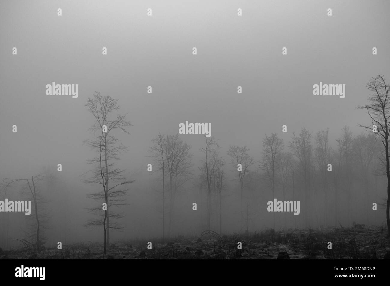 Foggy forest in November with a mysterious mood Stock Photo - Alamy
