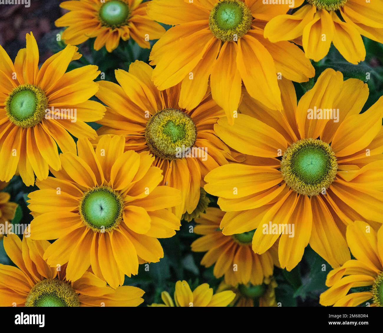 The beautiful yellow rudbeckia hirta flowers Stock Photo - Alamy