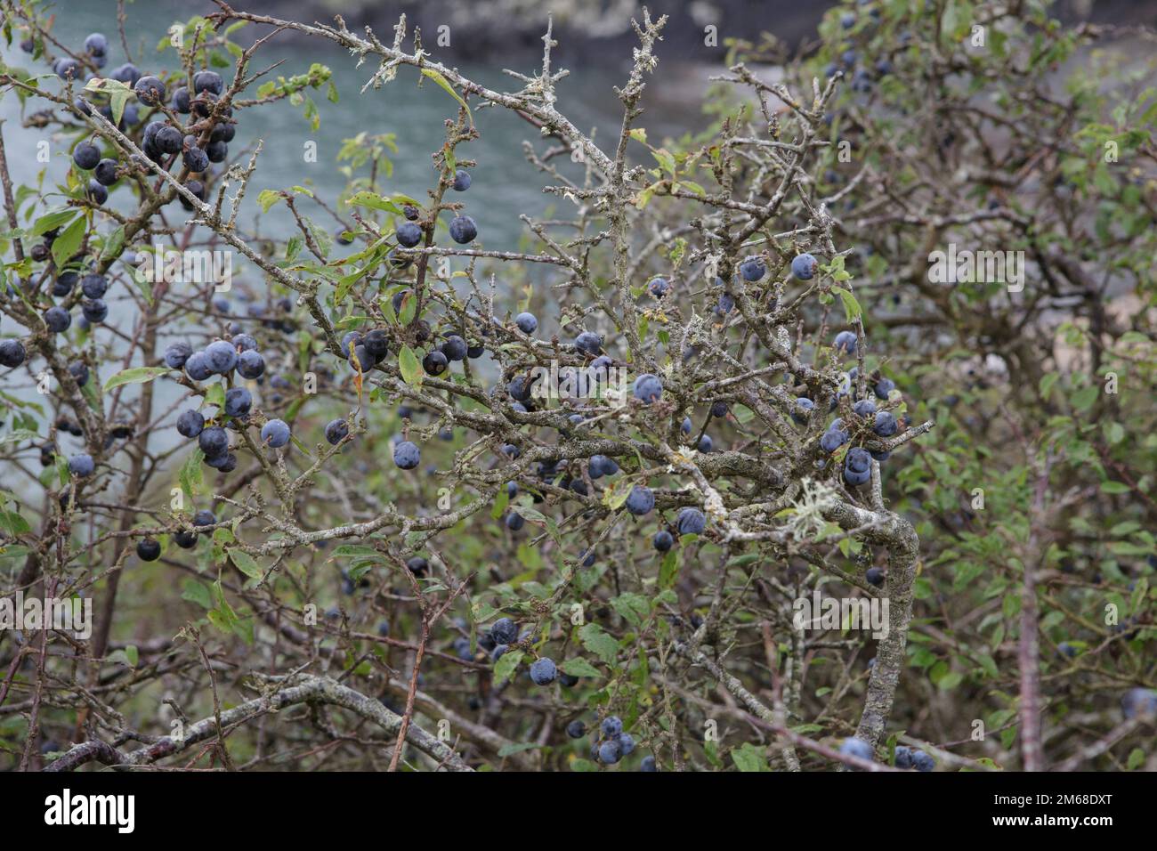 Sloe berries are the fruit of the Blackthorn or Prunus Spinosa growing ...
