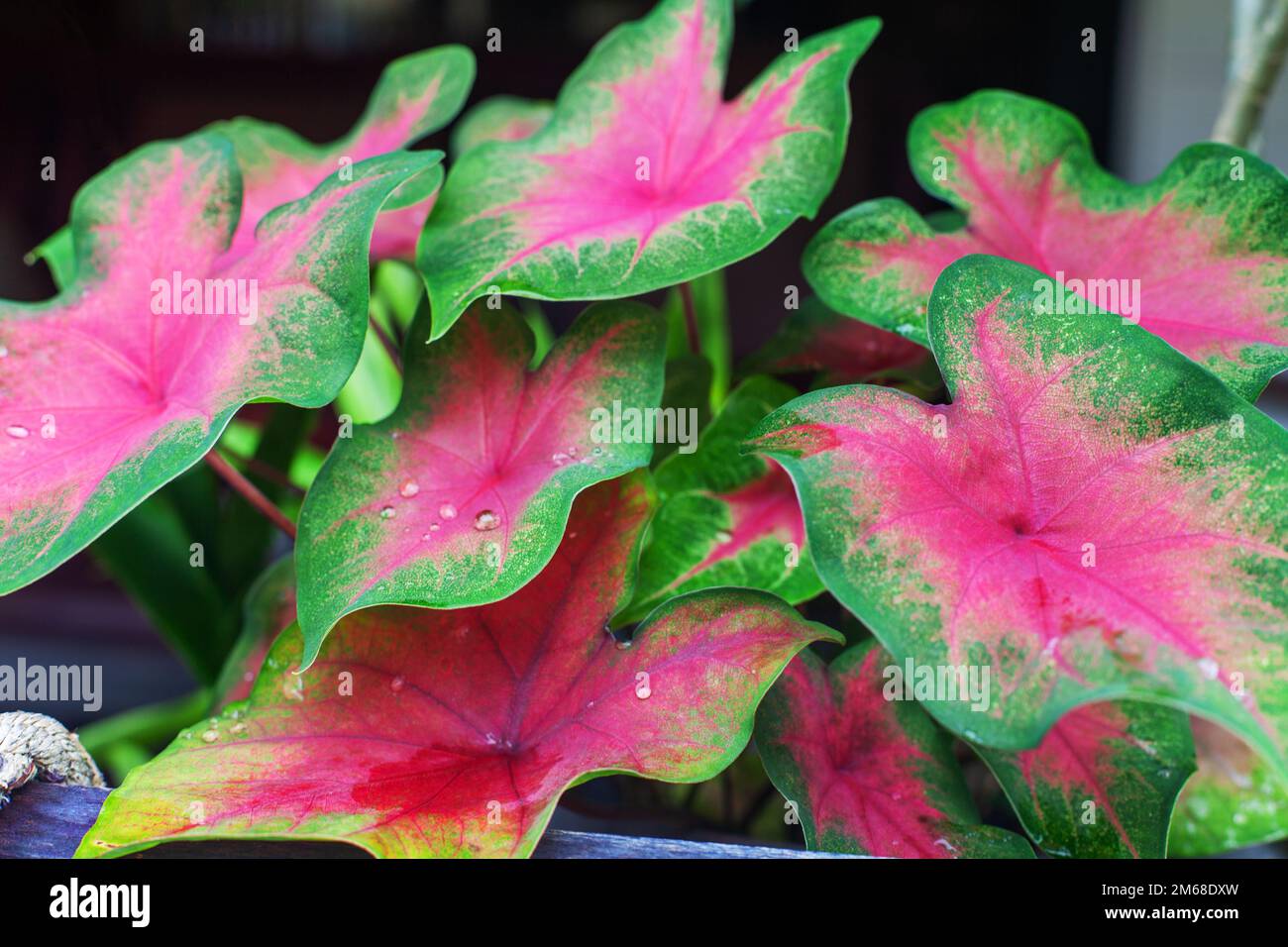 Caladium bicolor red green leaves blurred soft focus closeup dark ...