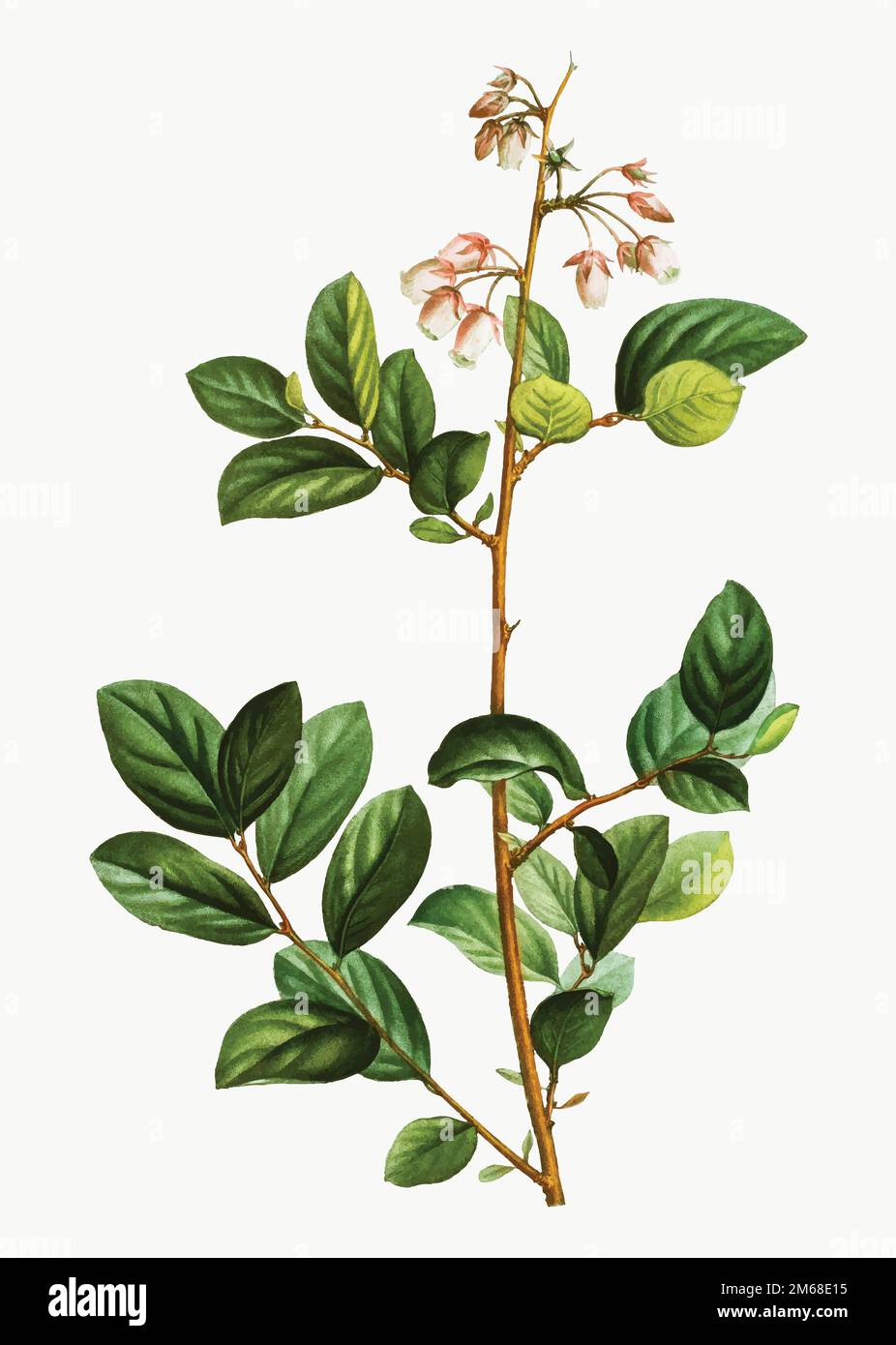 Mariana Stock Vector Images - Alamy