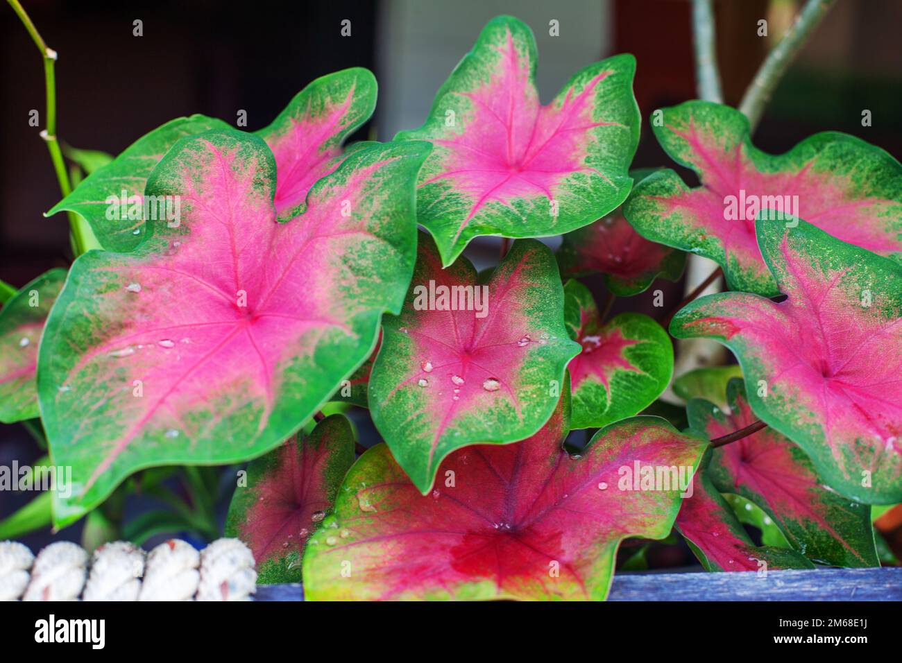 Caladium bicolor red green leaves blurred soft focus closeup dark ...