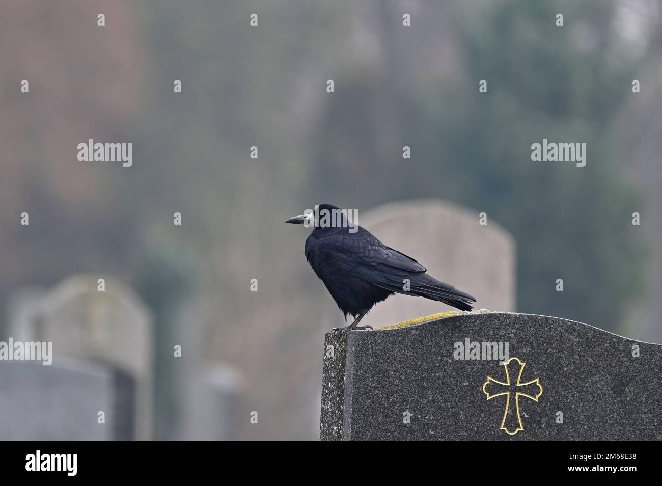 Vienna, Austria. Crow (Corvus) at the Vienna Central Cemetery Stock ...
