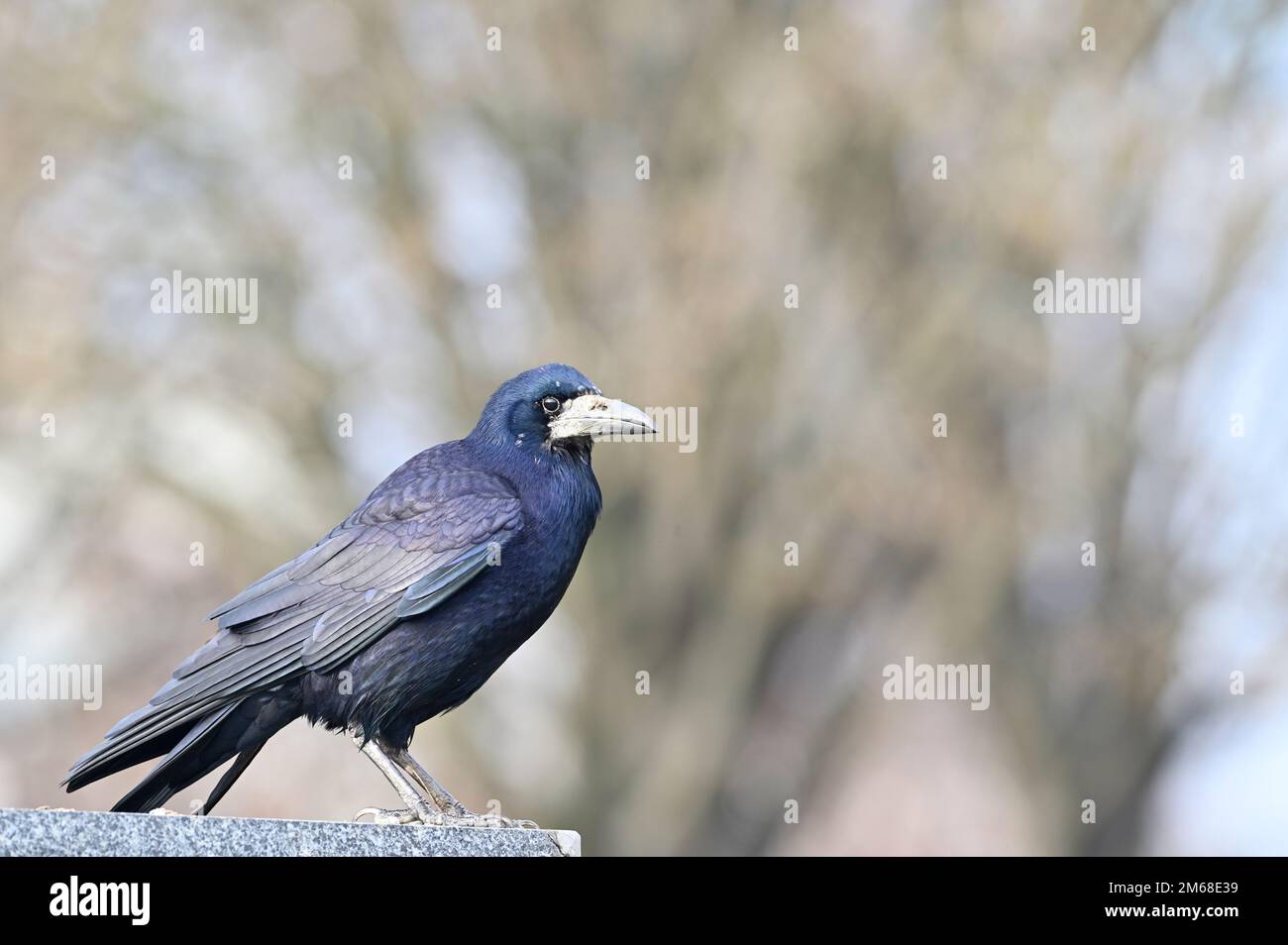 Vienna, Austria. Crow (Corvus) at the Vienna Central Cemetery Stock ...