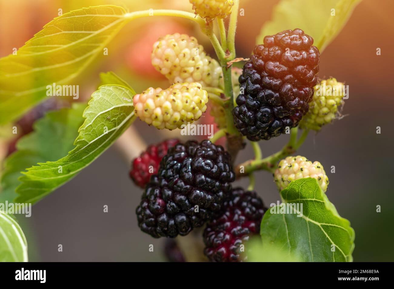 The fruit of black mulberry - mulberry tree Stock Photo - Alamy