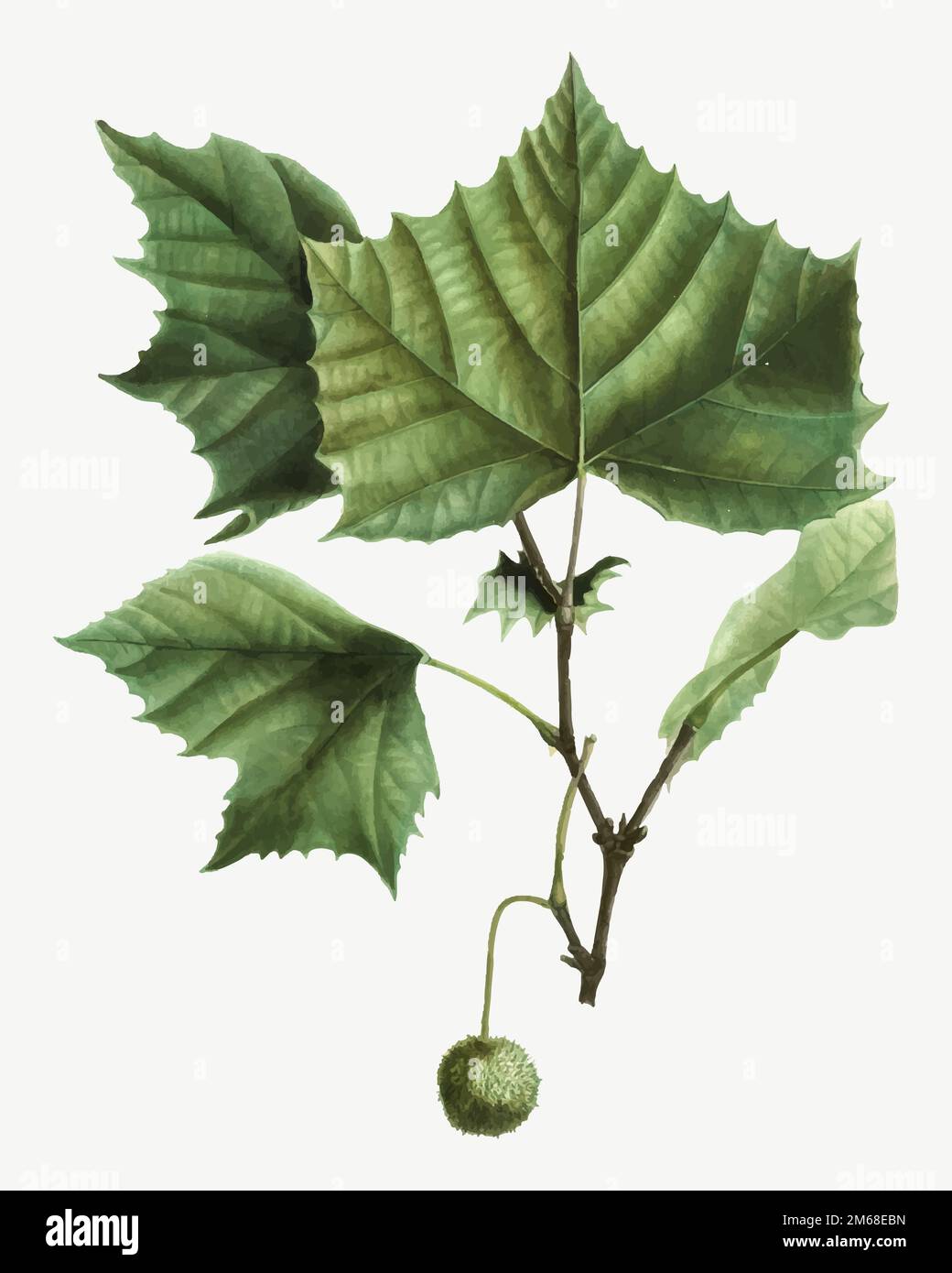 Vintage american sycamore tree vector Stock Vector Image & Art - Alamy