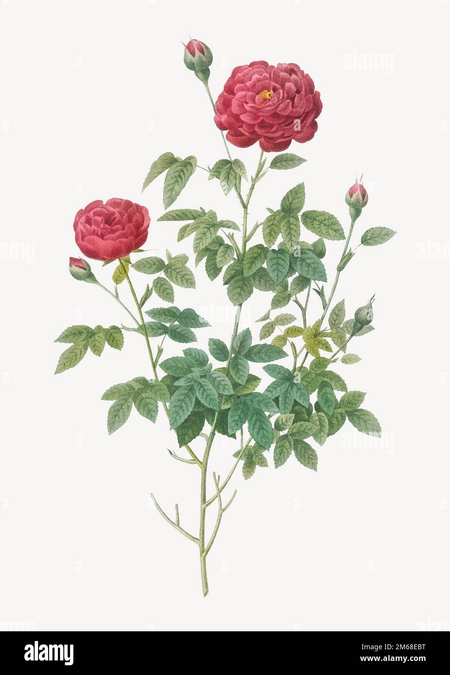 Vintage burgundy cabbage rose vector Stock Vector Image & Art - Alamy