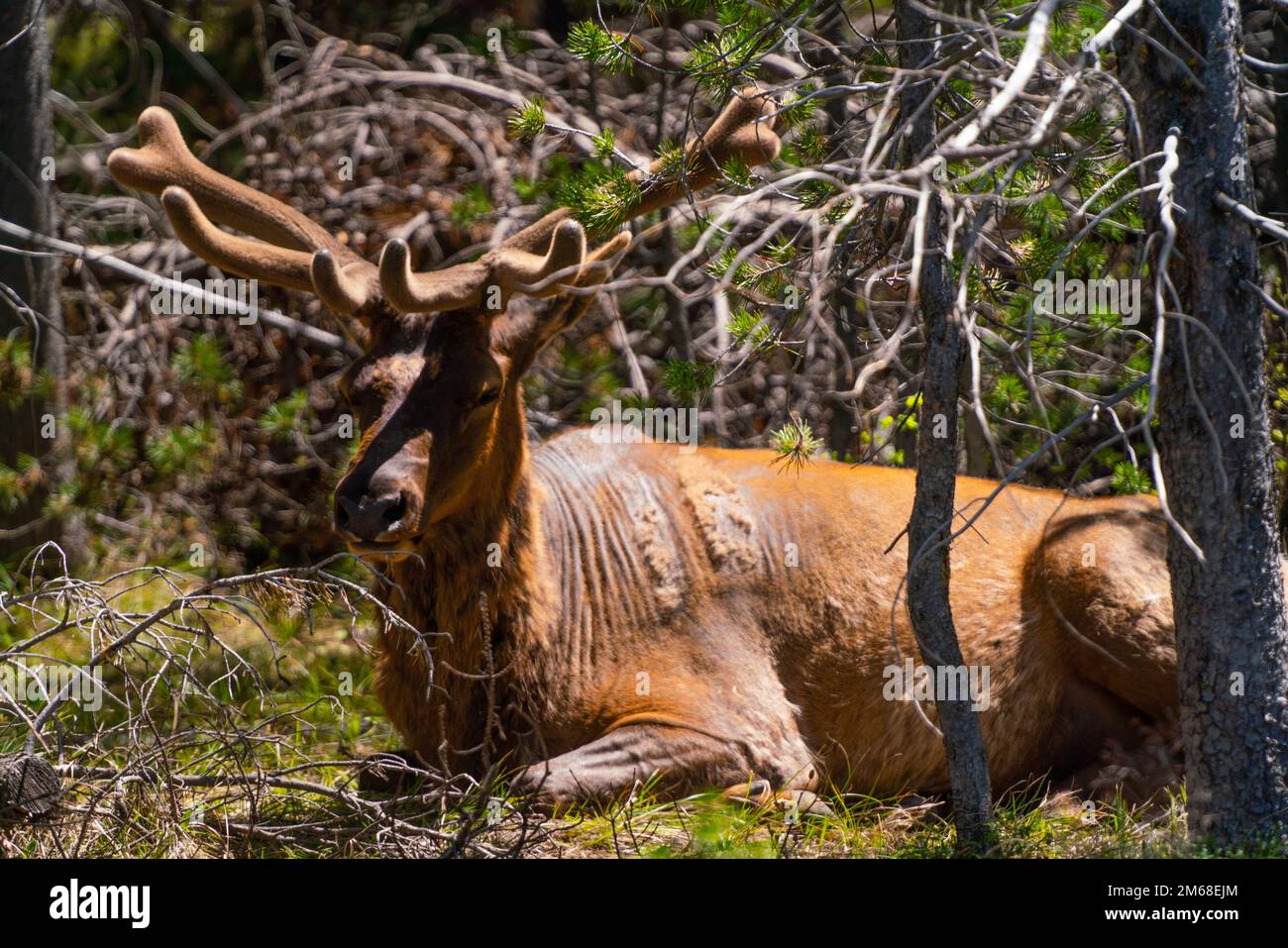 Moose laying down hi-res stock photography and images - Alamy