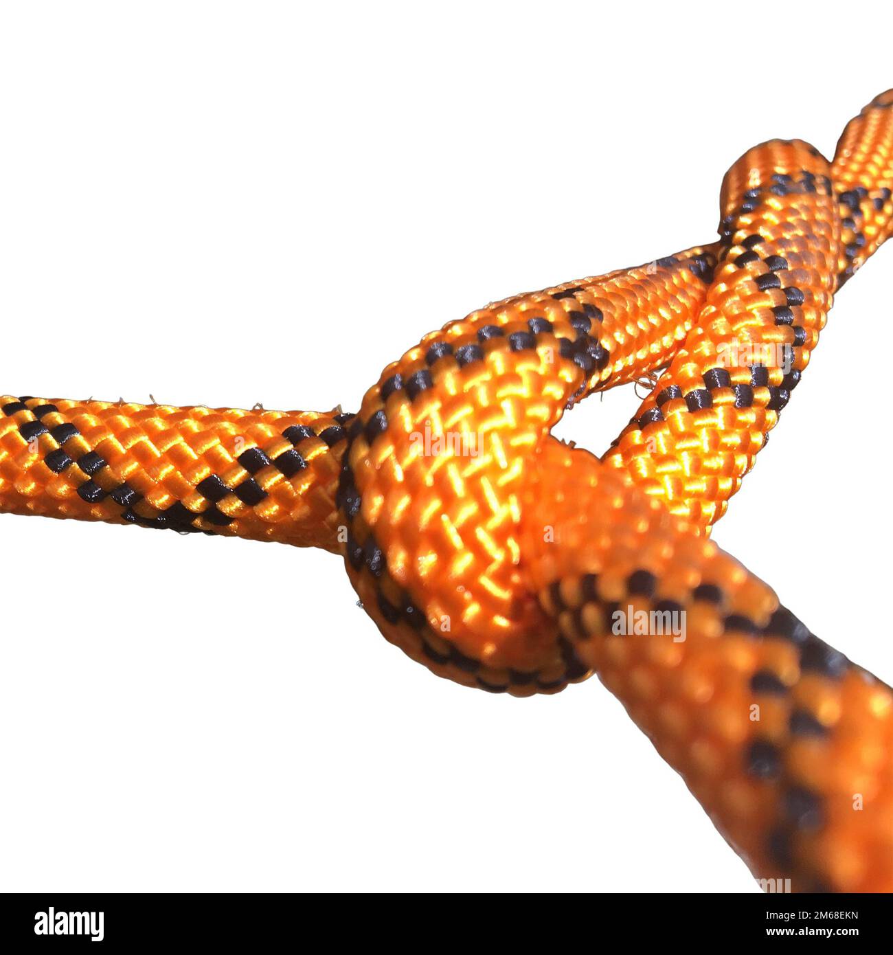 Orange rope tied to a tree, close-up, isolated on a white background ...