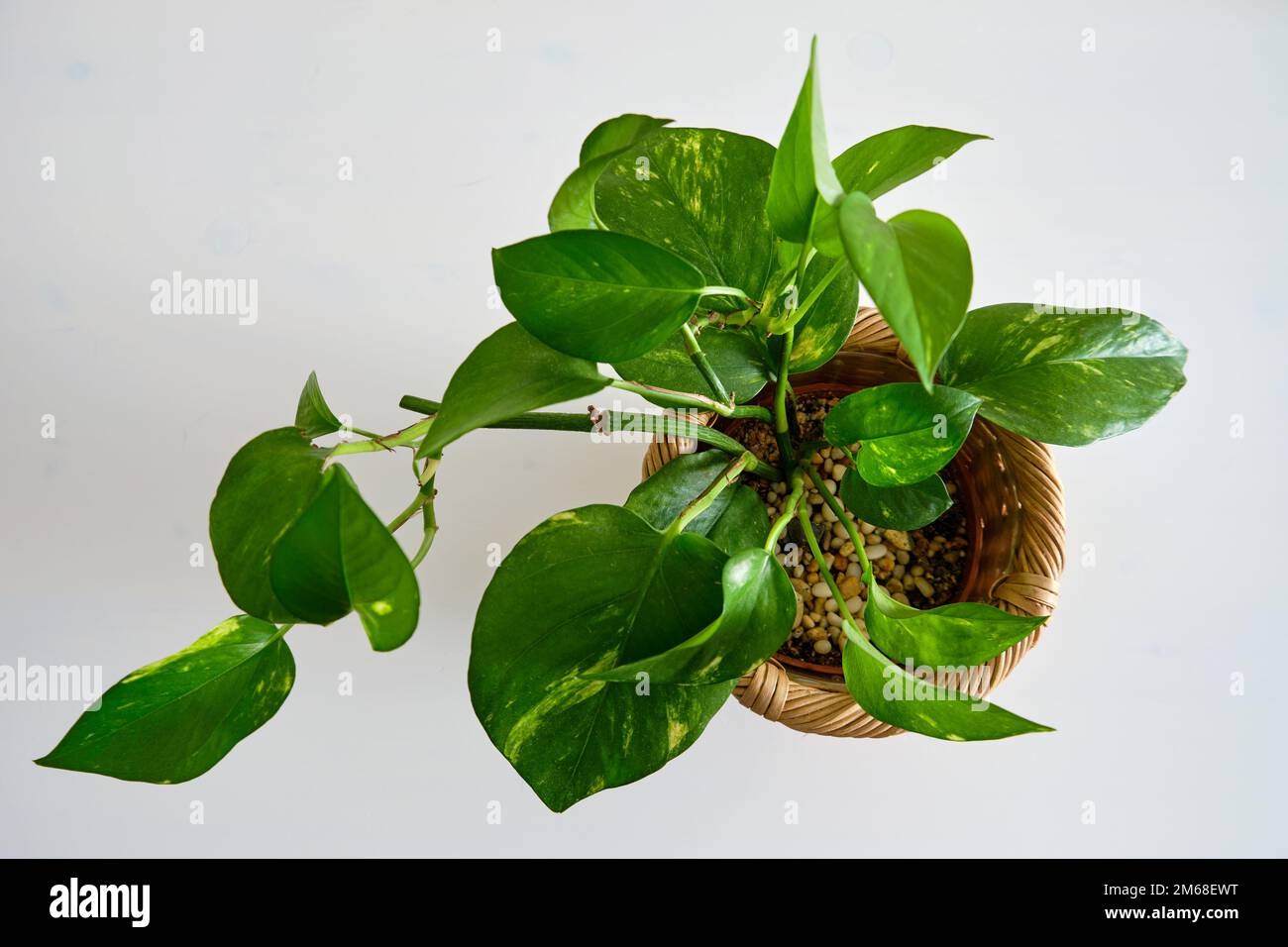 Indoor plant Epipremnum in a flower pot, top view. Home plant on white ...
