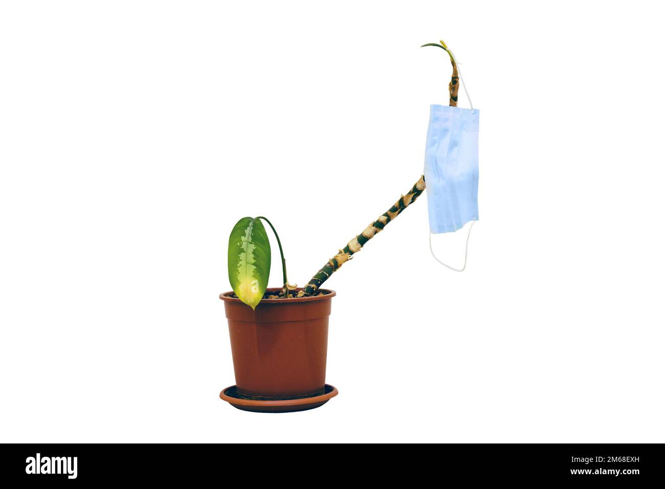 Mask on a dried wilted plant in a pot, isolated on a white background ...