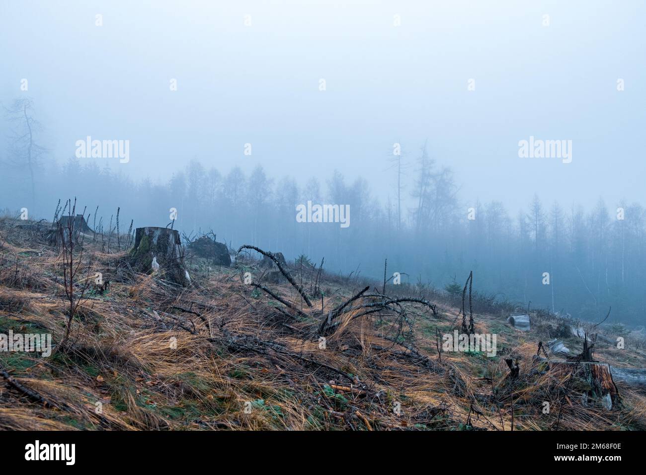 Foggy forest in November with a mysterious mood Stock Photo - Alamy