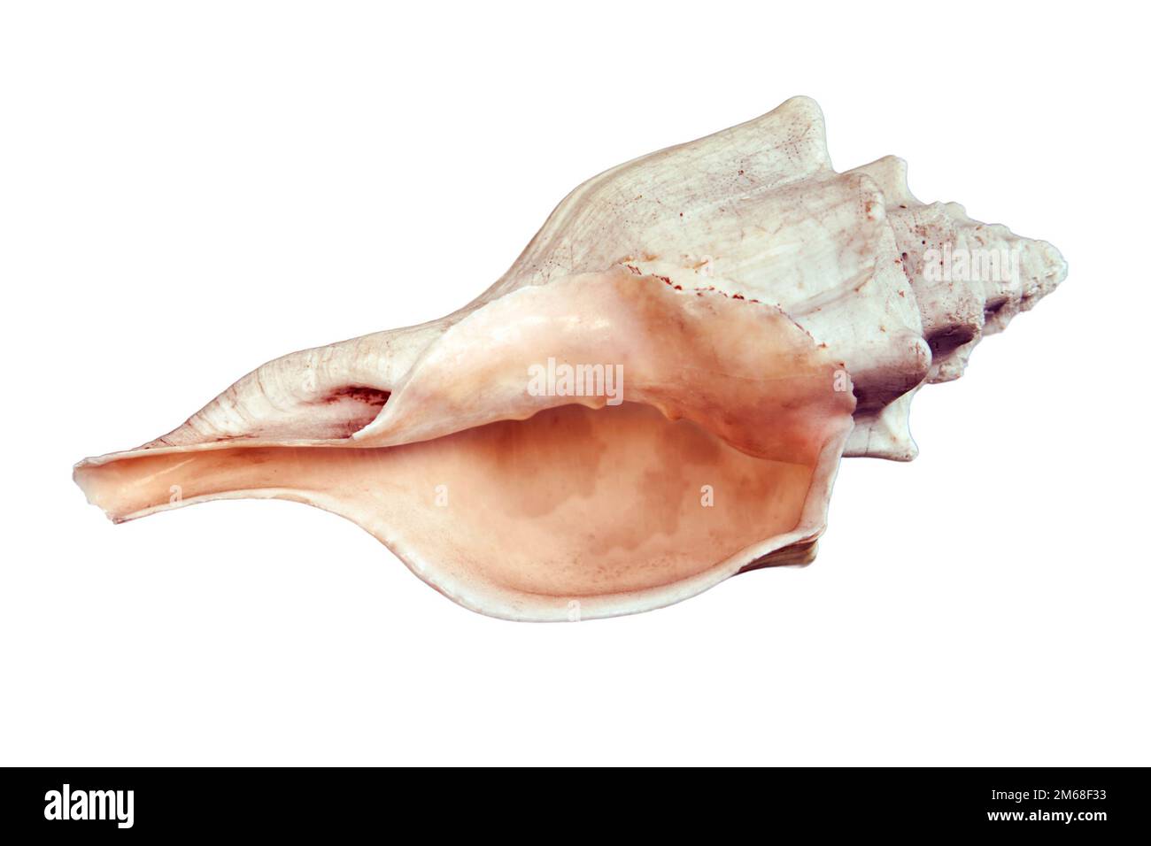 Marine large clam shell, isolated on a white background Stock Photo - Alamy