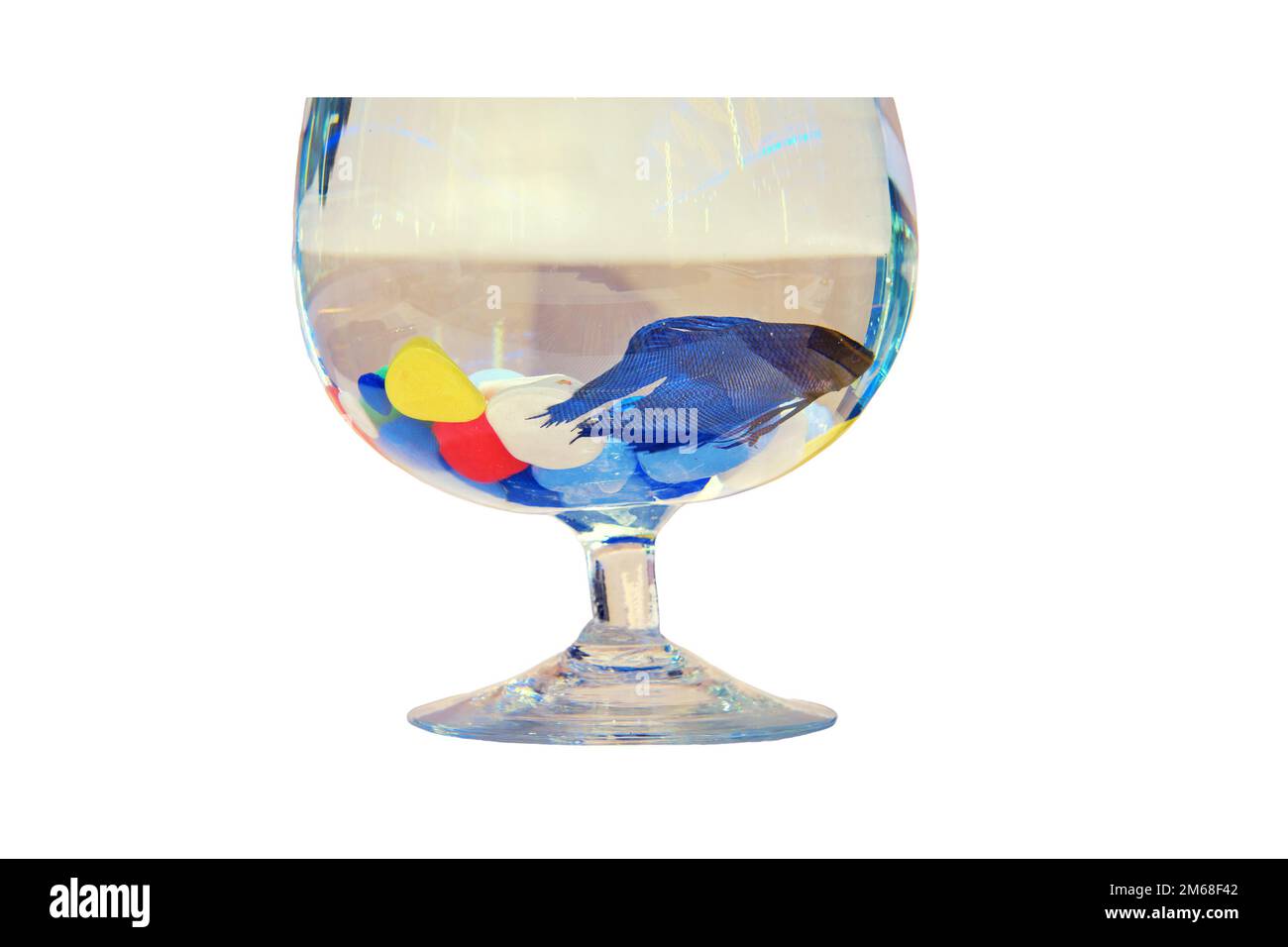 Small blue fish in aquarium of a glass with colored stones, isolated on ...
