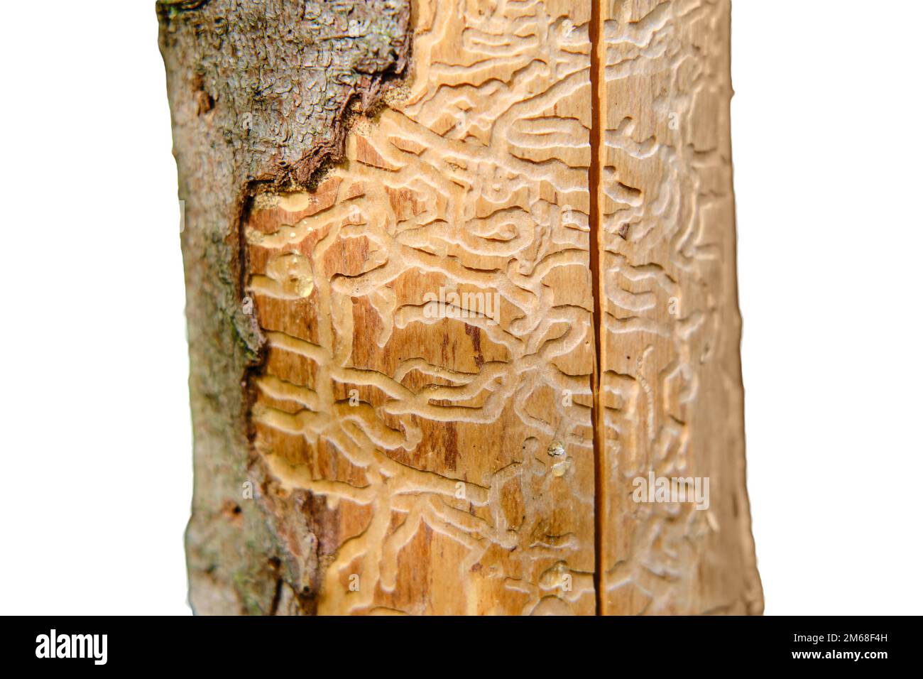 Wood worm corridors under a bark of pine tree, isolated on a white ...