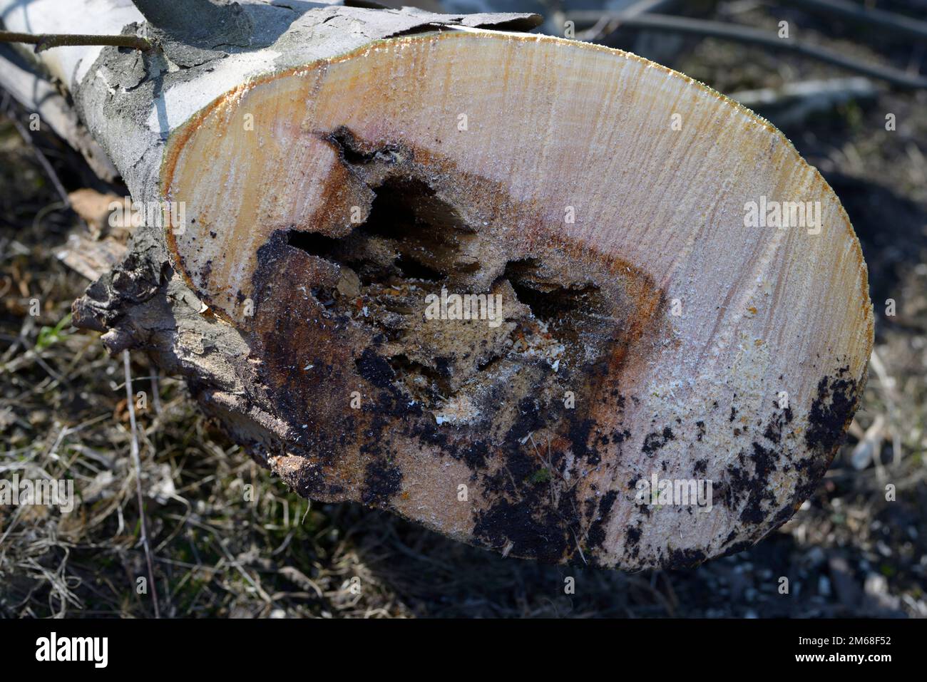 Cross section of a tree trunk affected by fungus Stock Photo - Alamy