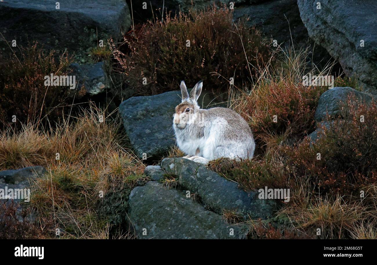 Mountain hare cleaning and preening its winter coat Stock Photo - Alamy