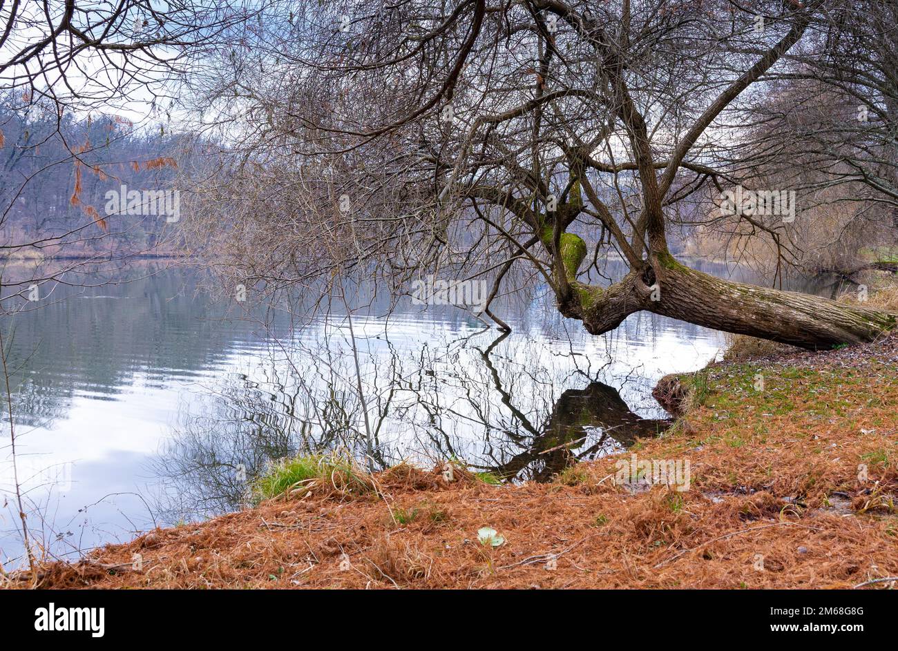 Tree by mountain lake Stock Photo - Alamy