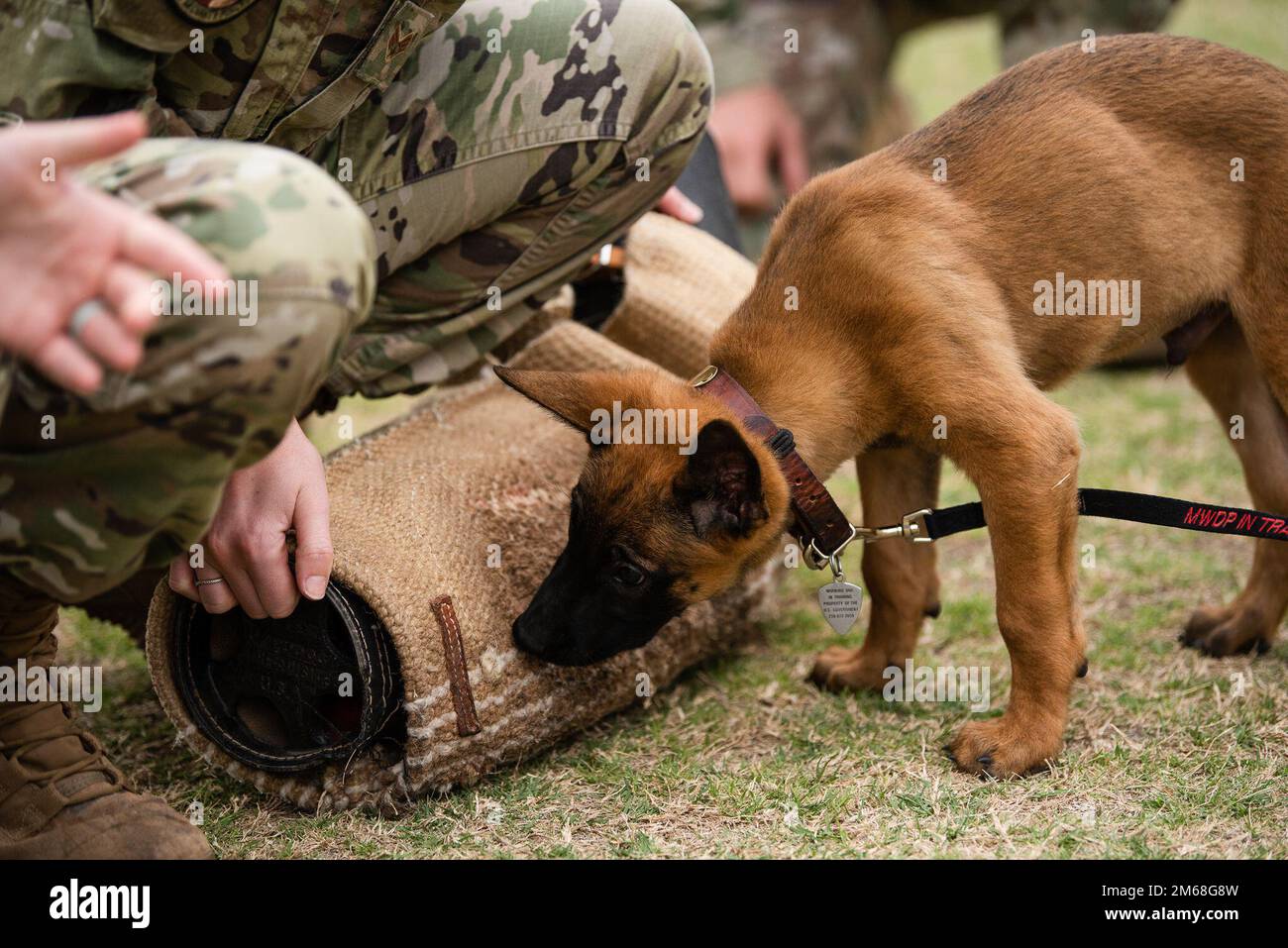 Military Working Dog handlers introduce a puppy from the breeding ...