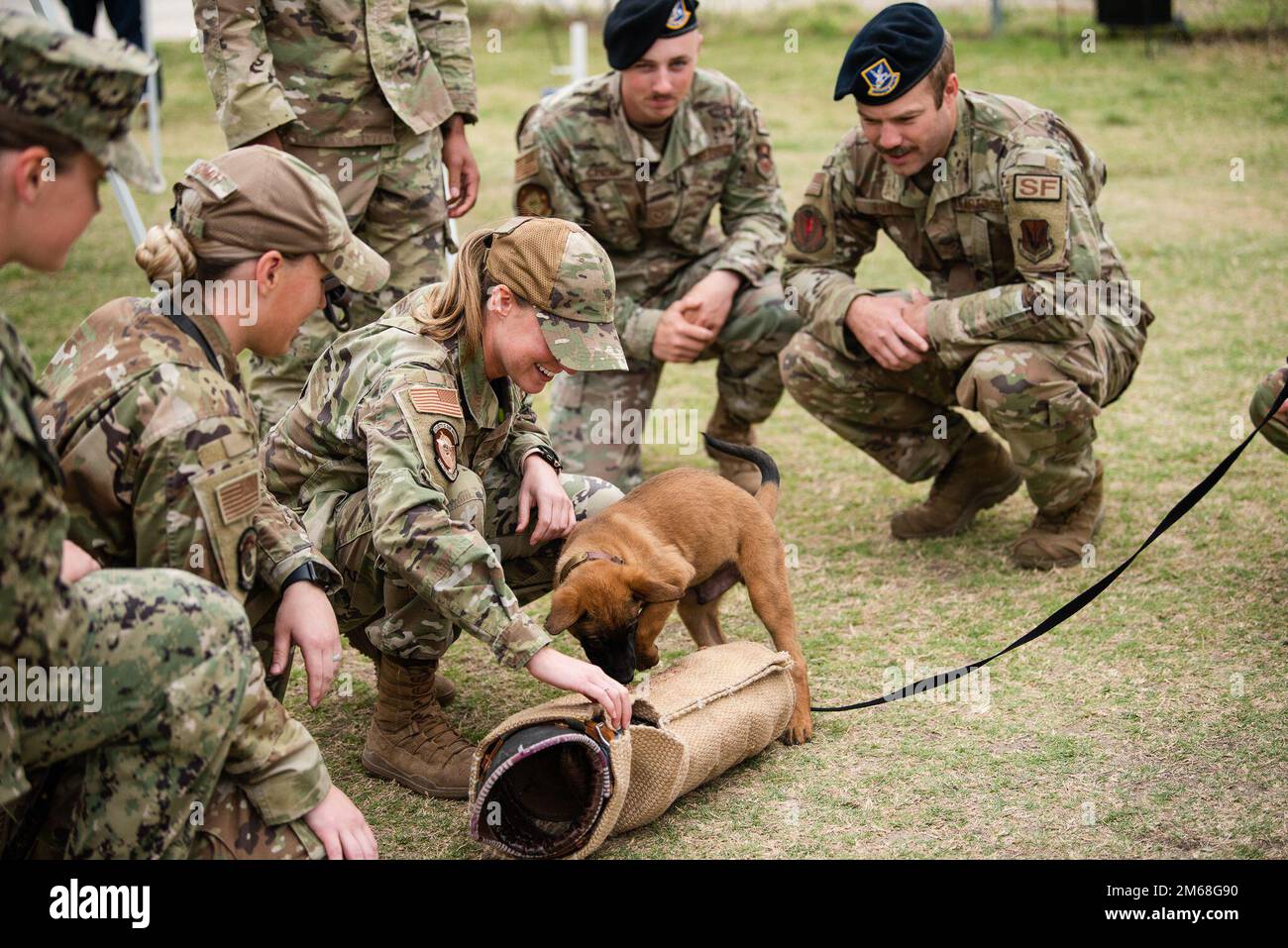 Military Working Dog handlers introduce a puppy from the breeding ...