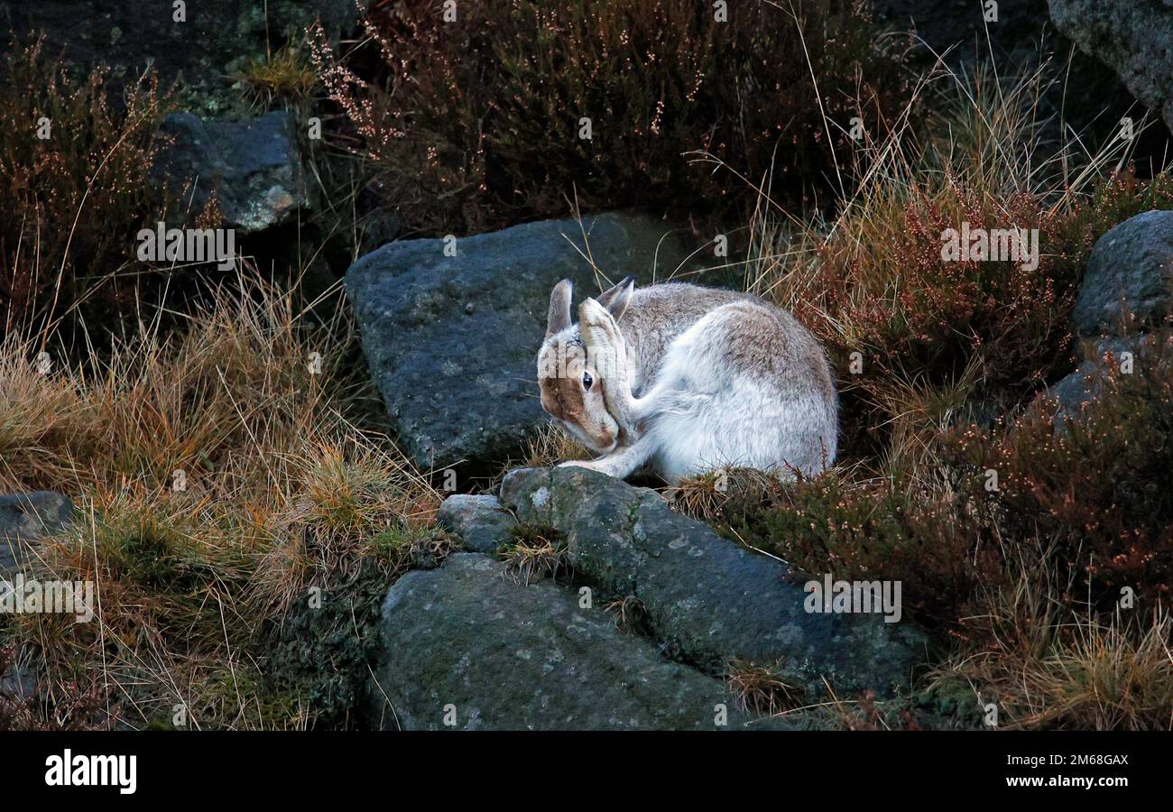 Mountain hare cleaning and preening its winter coat Stock Photo - Alamy