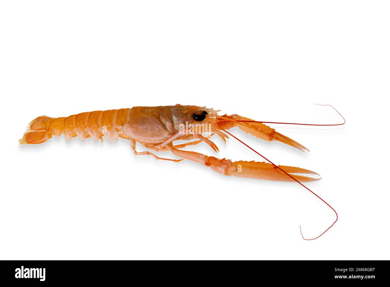 Langoustine, raw scampo isolated on white, top view with clipping path ...