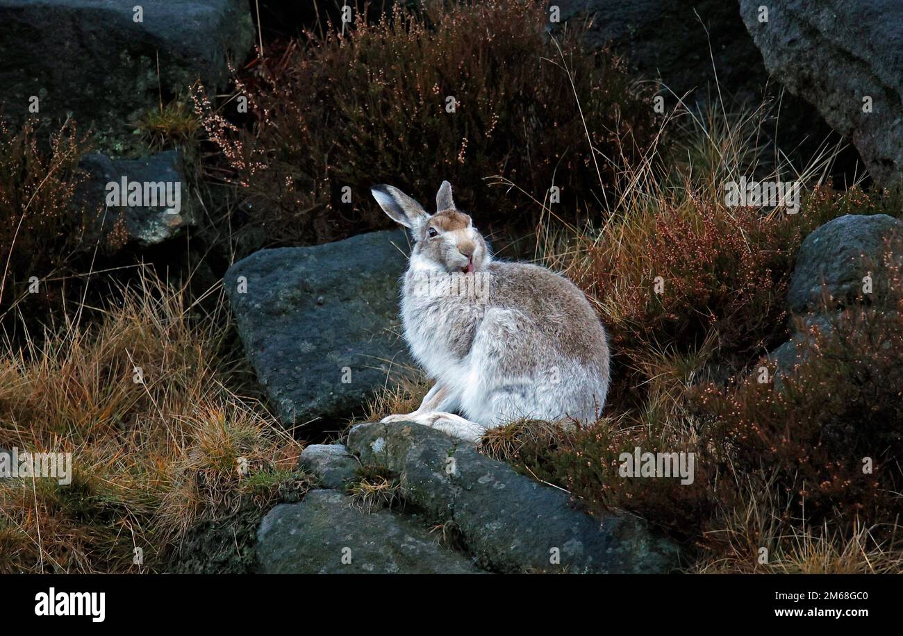 Mountain hare cleaning and preening its winter coat Stock Photo - Alamy