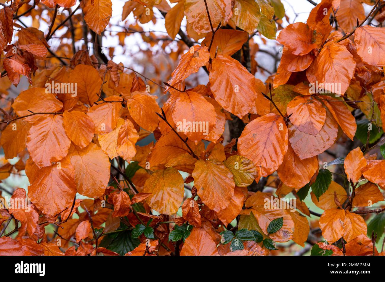 Wet autumn beech leaves on a cold day in England. Fagus sylvatica Stock ...
