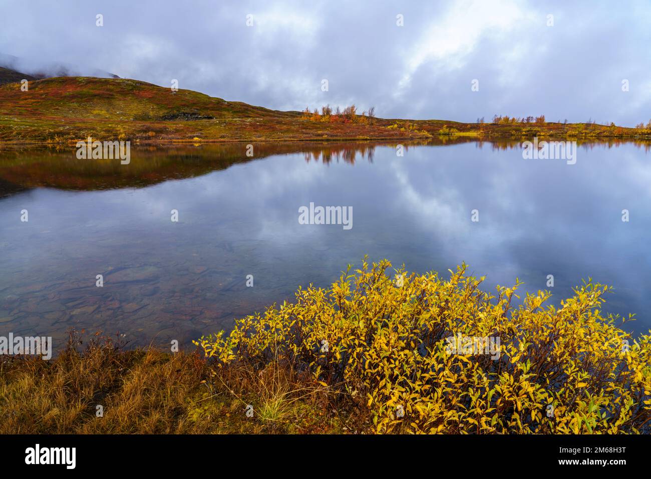 Autumn season in Björkliden, small lake with yellow leaves in ...