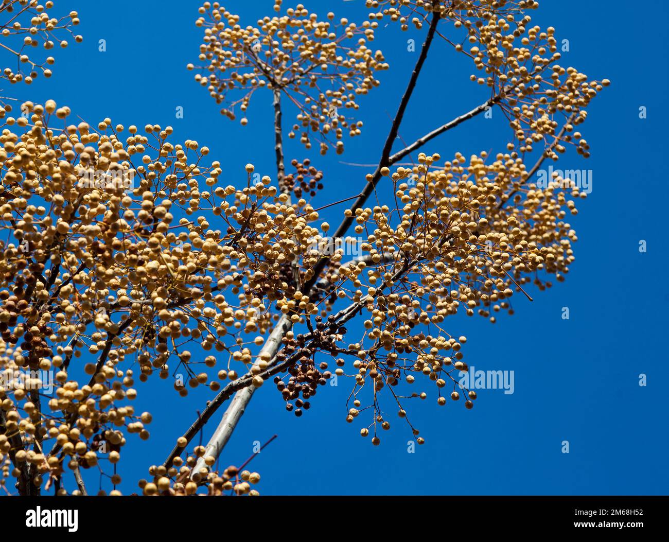 White cedar tree with fruits, Melia azedarach, poisonous to humans (not ...